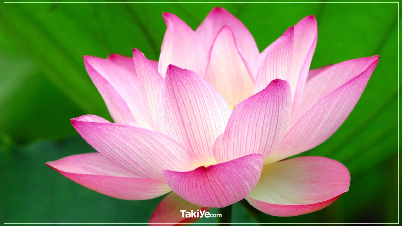 Lotus Cicegi Anlami