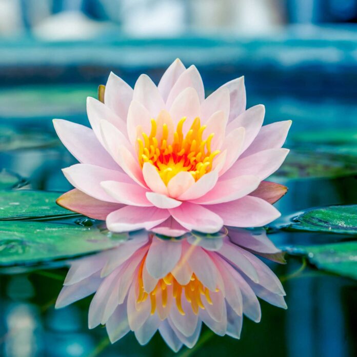 Lotus Cicegi Anlami