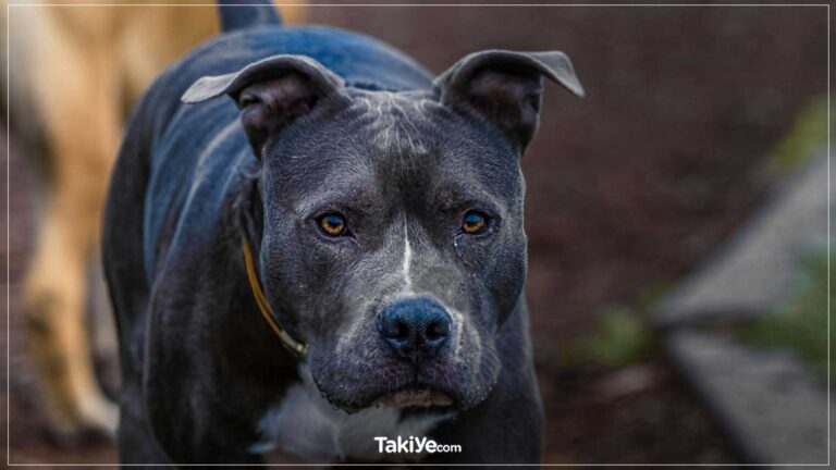 Pitbul Cinsleri: Türleri Nelerdir, Farklılıkları, Özellikleri - Takiye.com