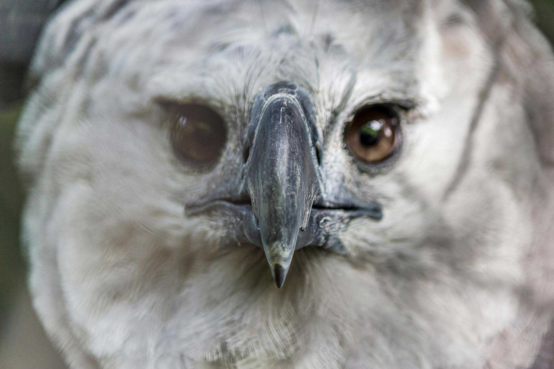 Harpia Kartalı Hakkında Bilmeniz Gereken 36 İlginç Bilgi - Takiye.com