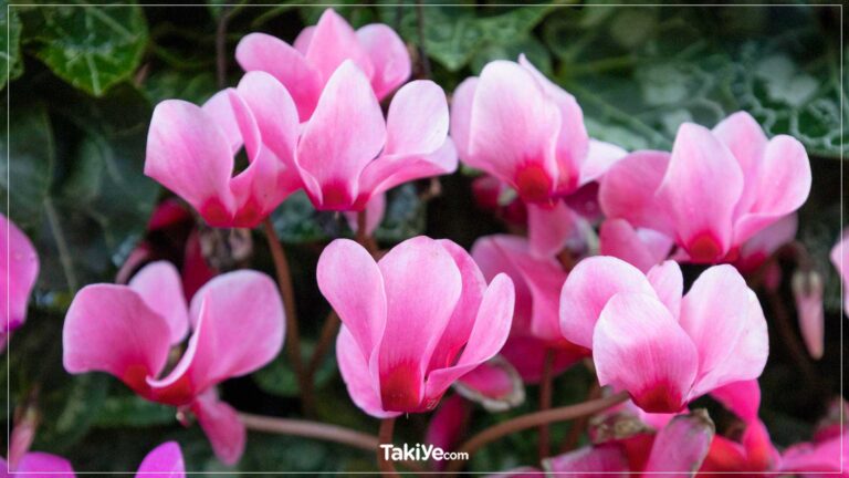 Sıklamen Çiçeği Bakımı Nasıldır? Sıklamen Rengi Bilgileri! - Takiye.com